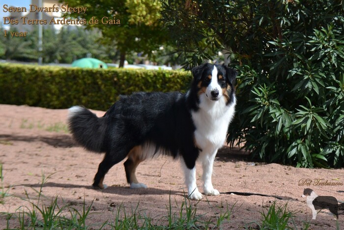 pastor miniatura americano